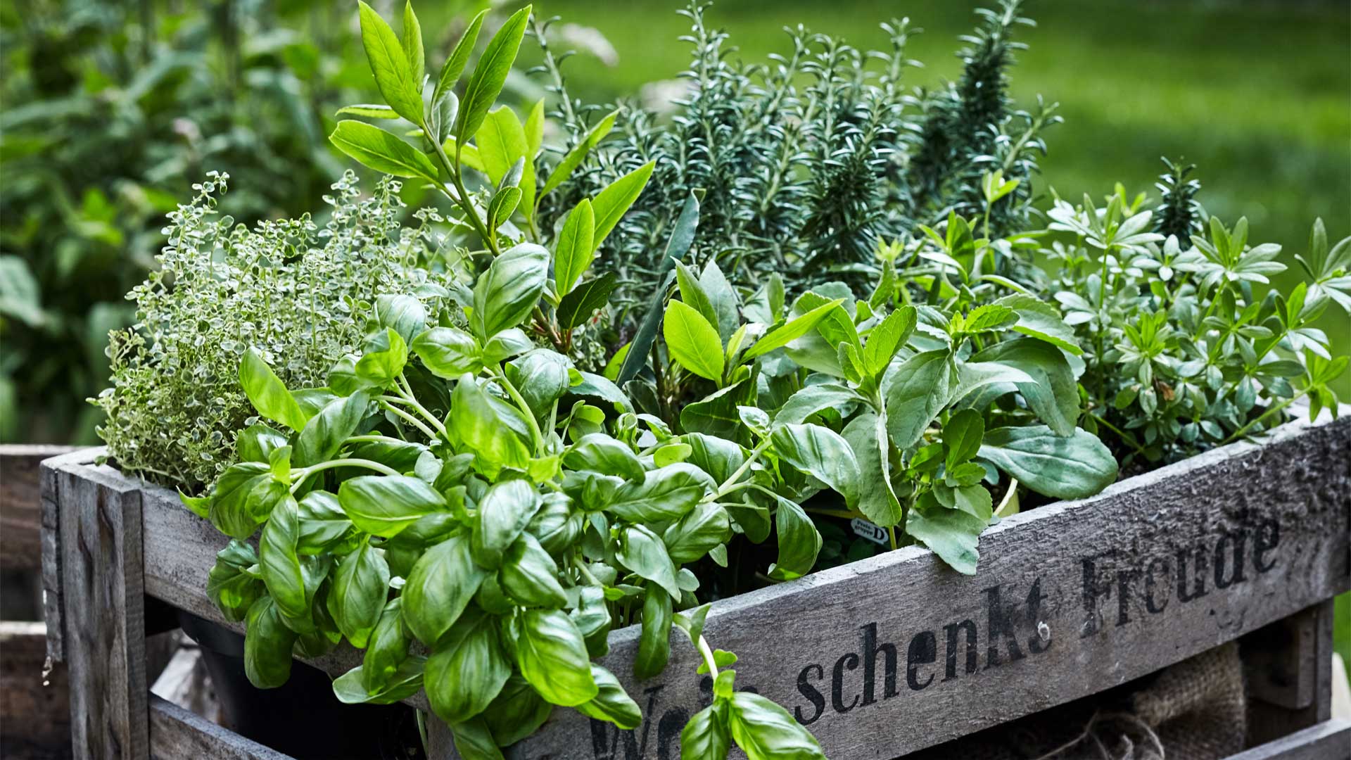 Fiches techniques sur les fines herbes au potager | Fred Lamontagne