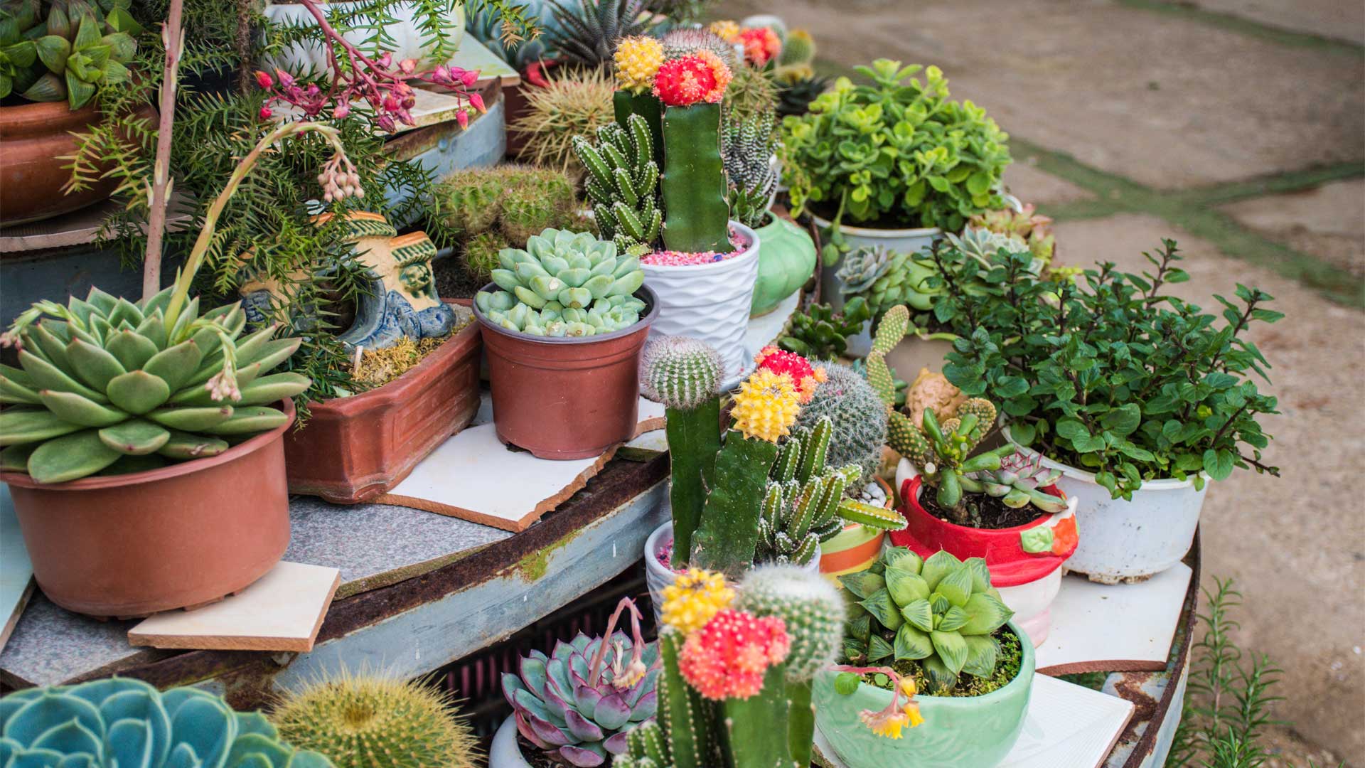 Fiches techniques sur les cactus et succulentes | Fred Lamontagne