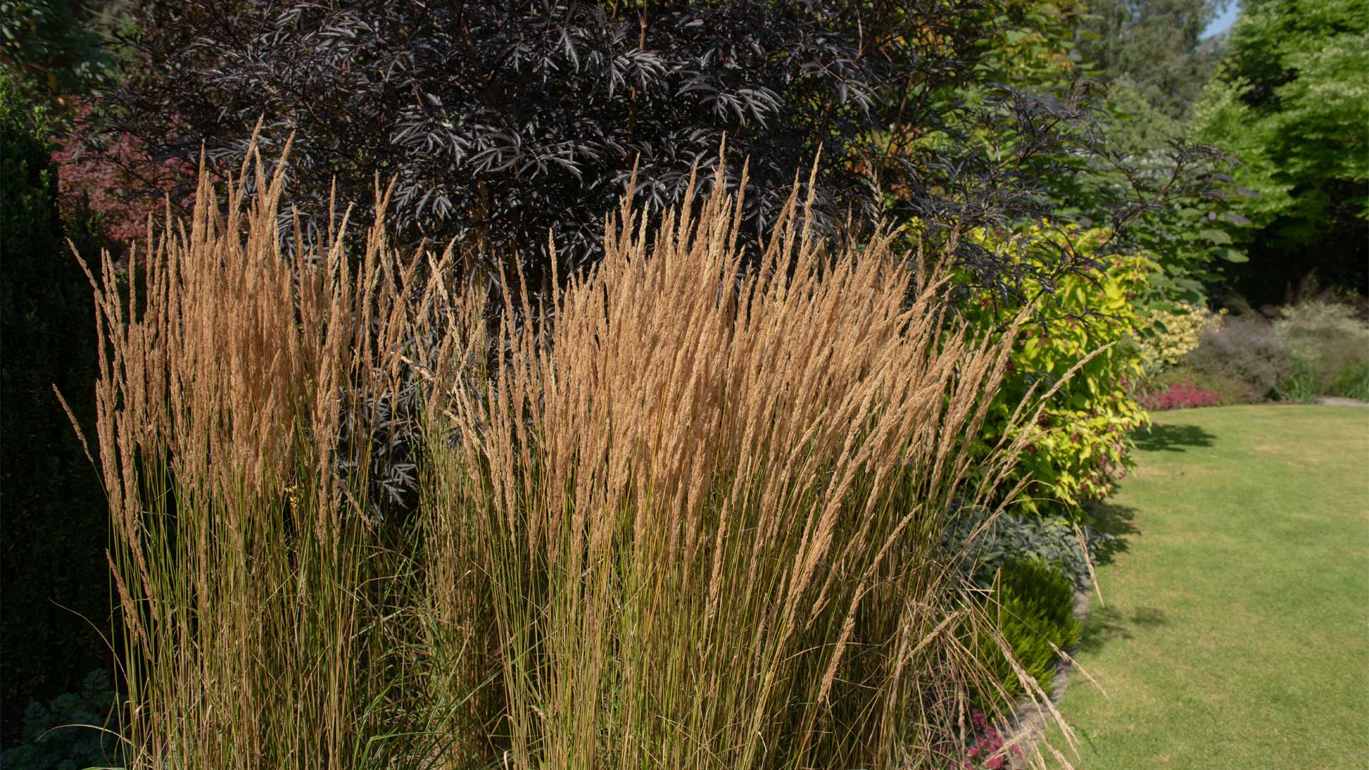 Quelles sont les plus belles graminées pour les aménagements paysagers