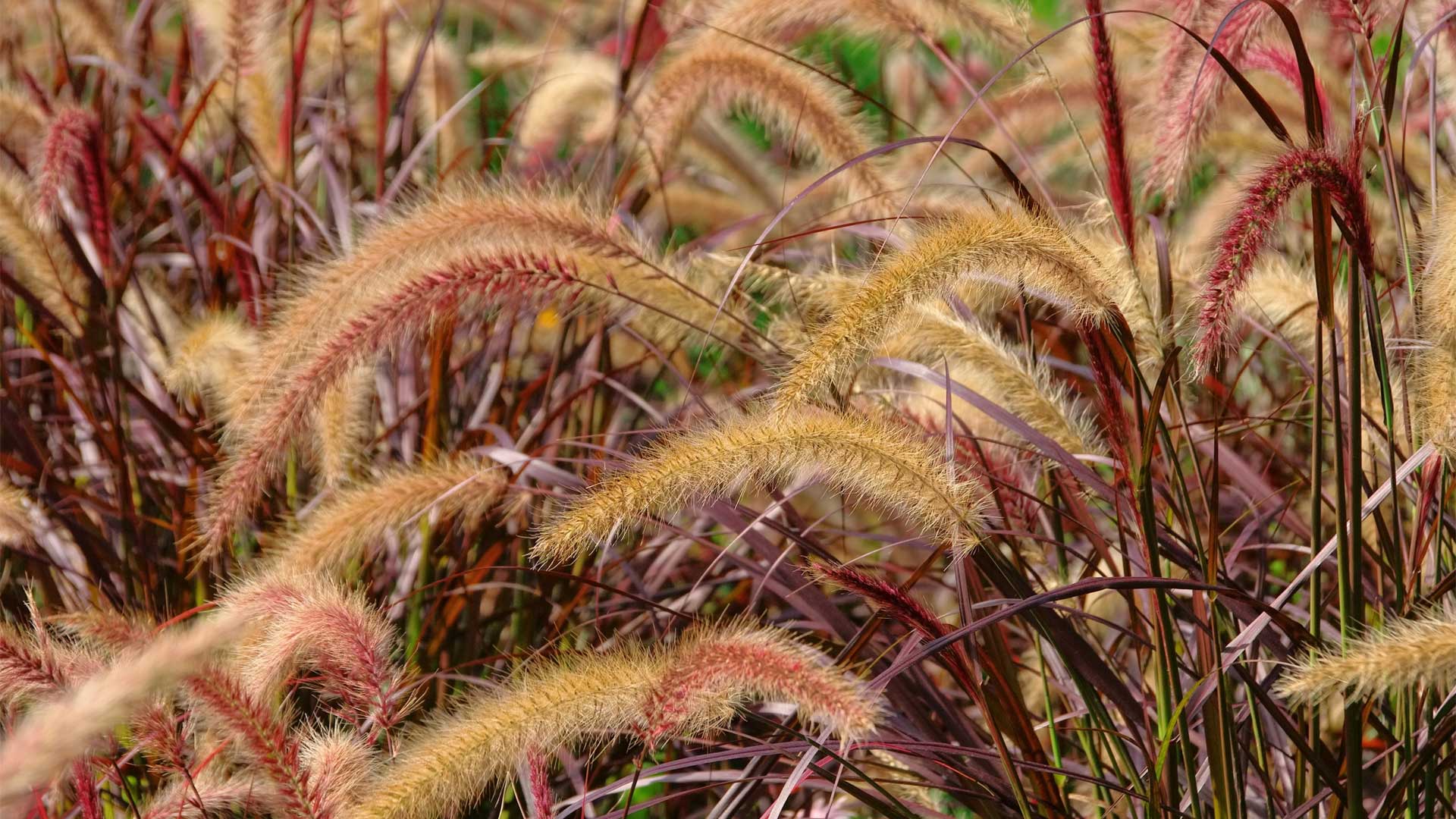 Quelles sont les plus belles graminées pour les aménagements paysagers