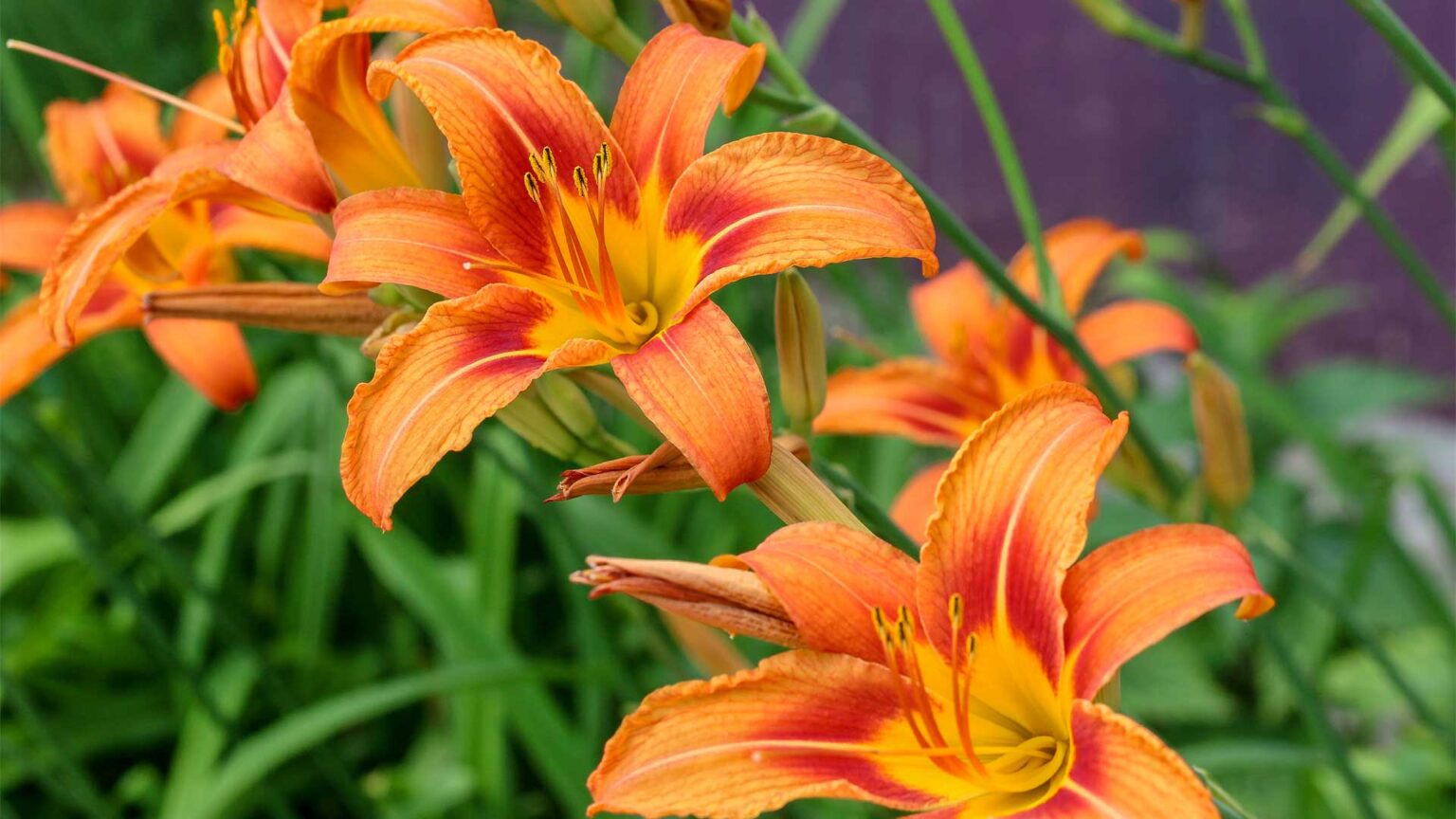 Hémérocalle, une vivace facile d’entretien à floraison exceptionnelle