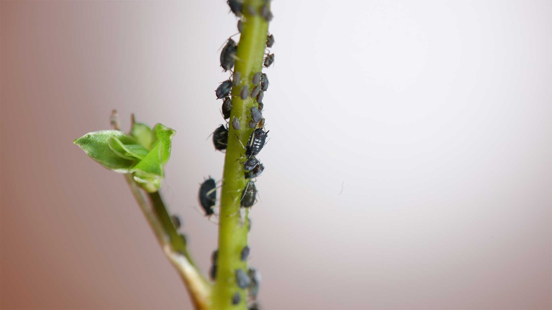 Des insectes abîment vos plantes? Quoi faire pour éviter les dommages?