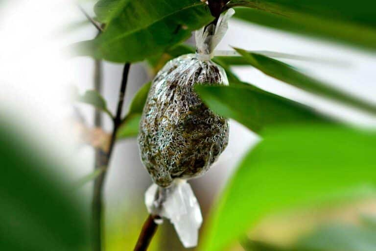 Comment faire la muliplication des végétaux par le marcottage?