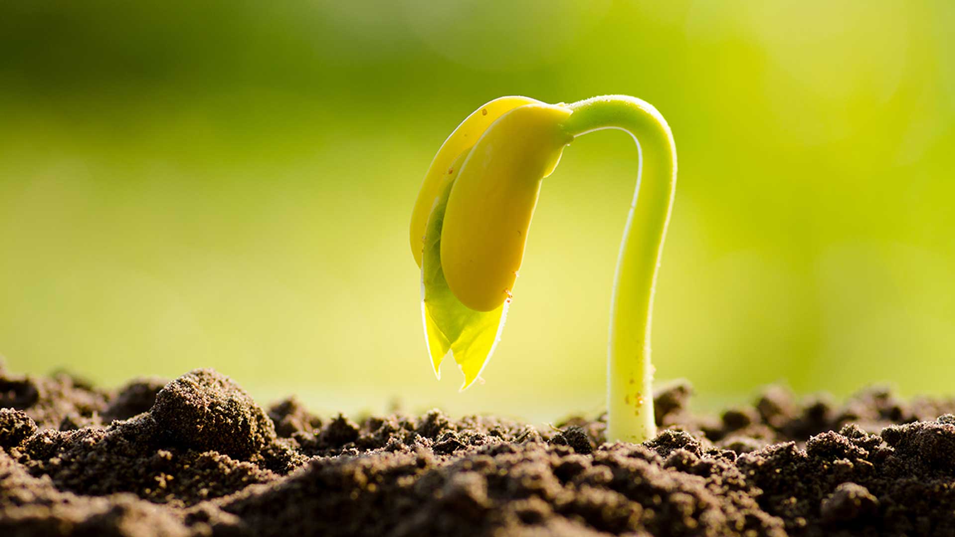 Les pousses et germinations - Fred Lamontagne inc.