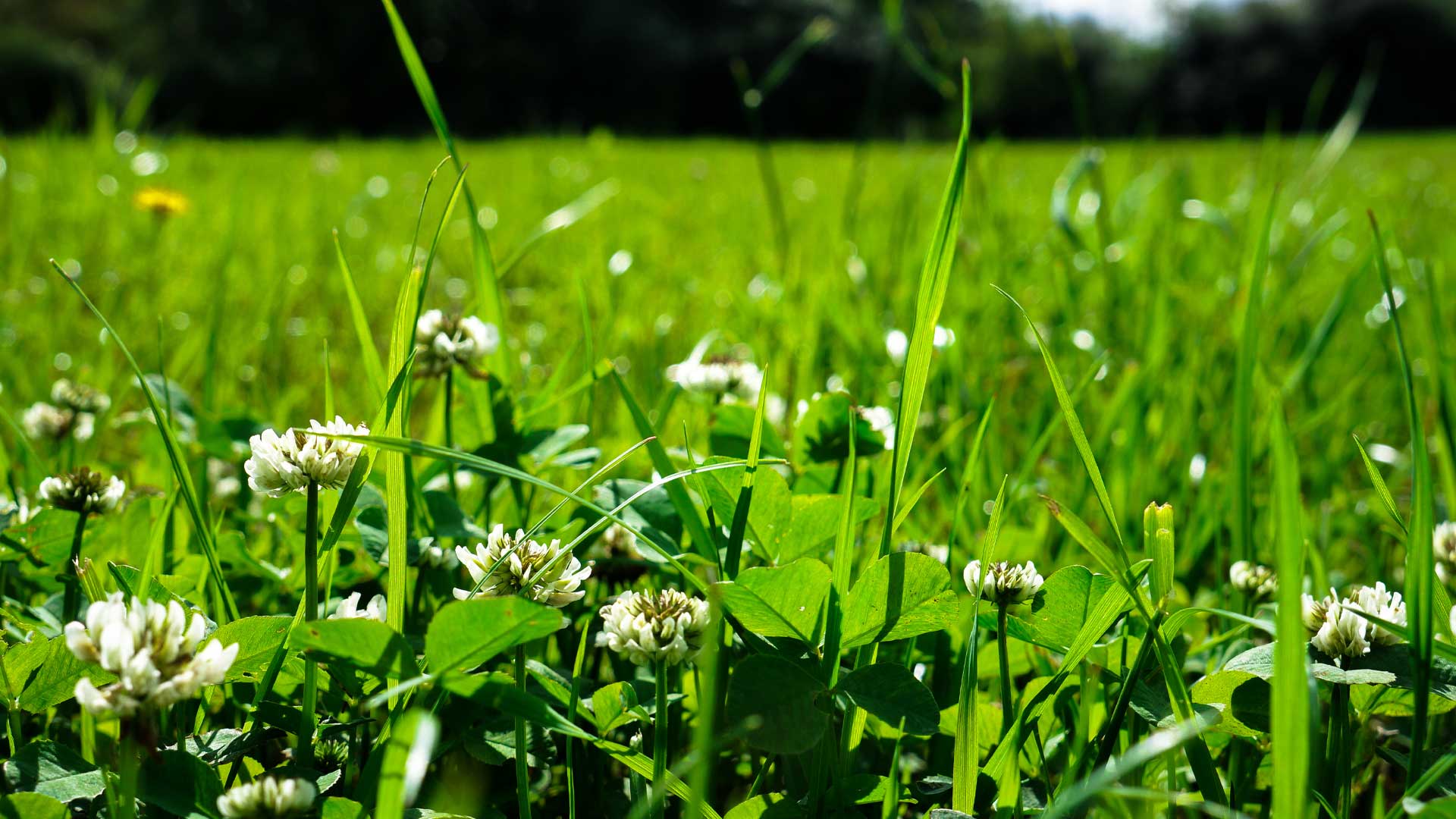 Comment augmenter la biodiversité et la valeur écologique des pelouses
