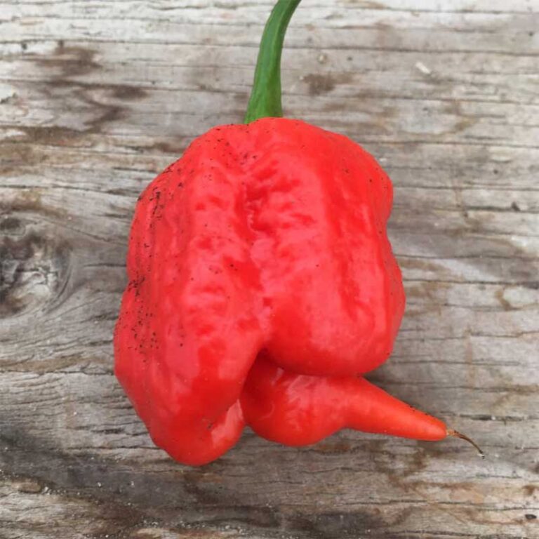 Semences De Piment Fort Trinidad Scorpion – Ferme coopérative Tourne ...