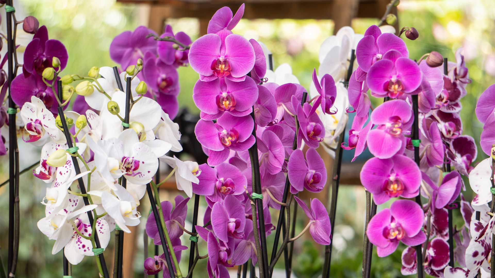 Merveilleuses orchidées – Trucs et conseils d’entretien | Fred Lamontagne