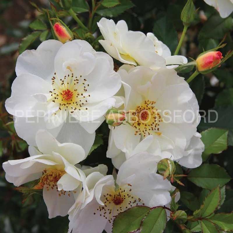 Rosier Vigorosa® Sunrise - Fred Lamontagne inc.
