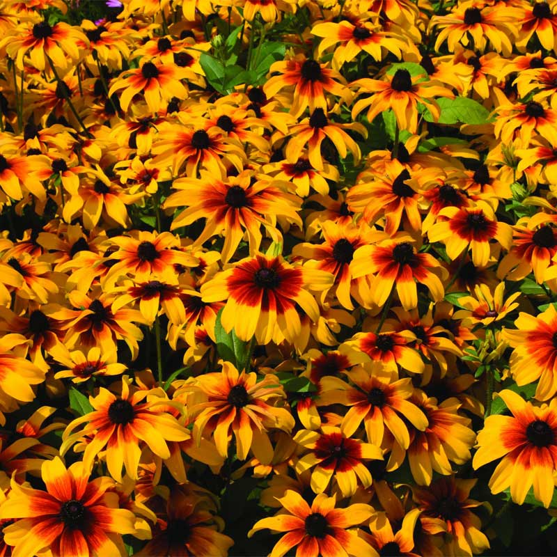 Senecio Cand. Angel Wings - Fred Lamontagne inc.