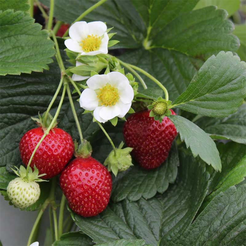 Humulus lupulus 'Nugget' - Fred Lamontagne inc.