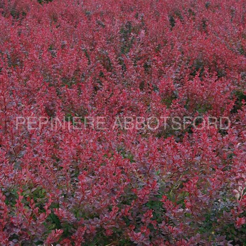 Berberis Thunbergii 'royal Burgundy' Gentry - Fred Lamontagne inc.