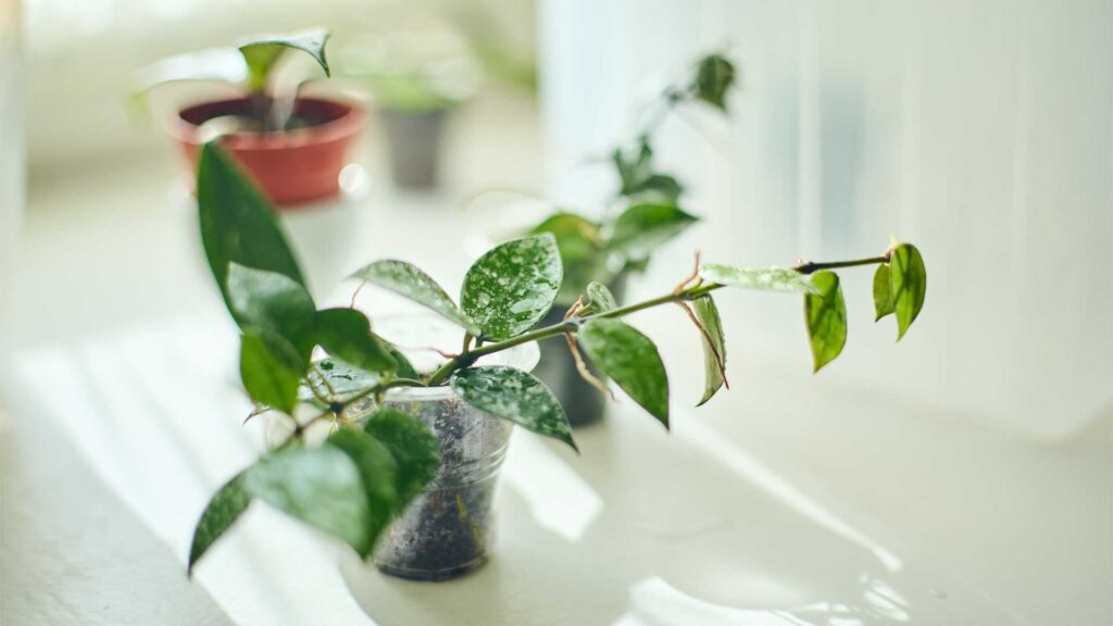 Bouturage et autres modes de reproduction des plantes | Fred Lamontagne