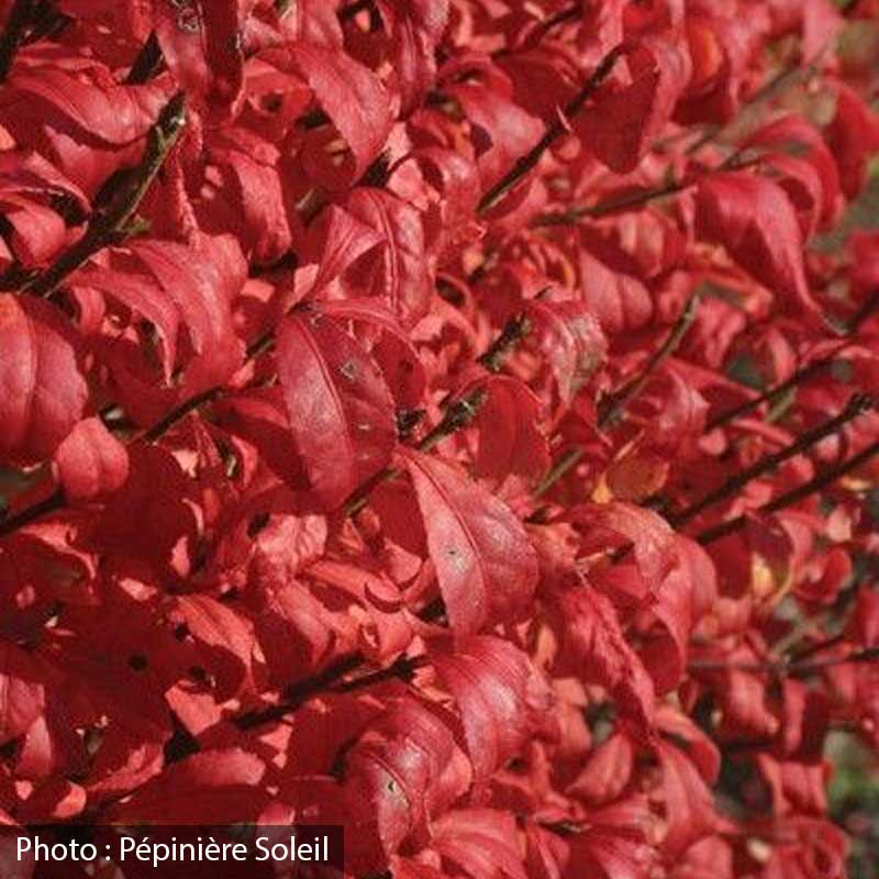 Euonymus Alatus 'fire Ball Seedless' Pw - Fred Lamontagne inc.