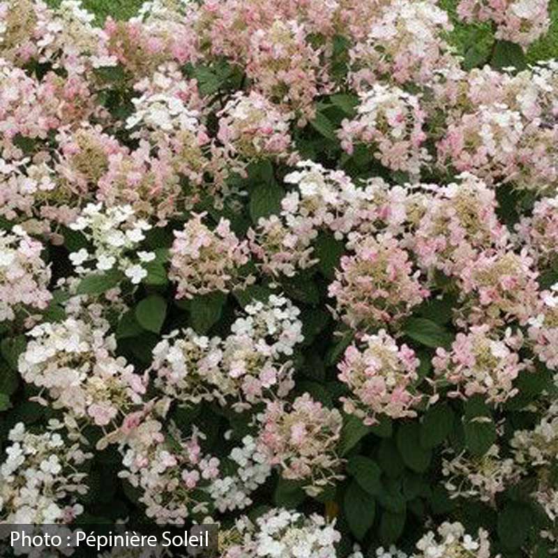 Hydrangea Paniculata 'little Quick Fire' Pw - Fred Lamontagne inc.