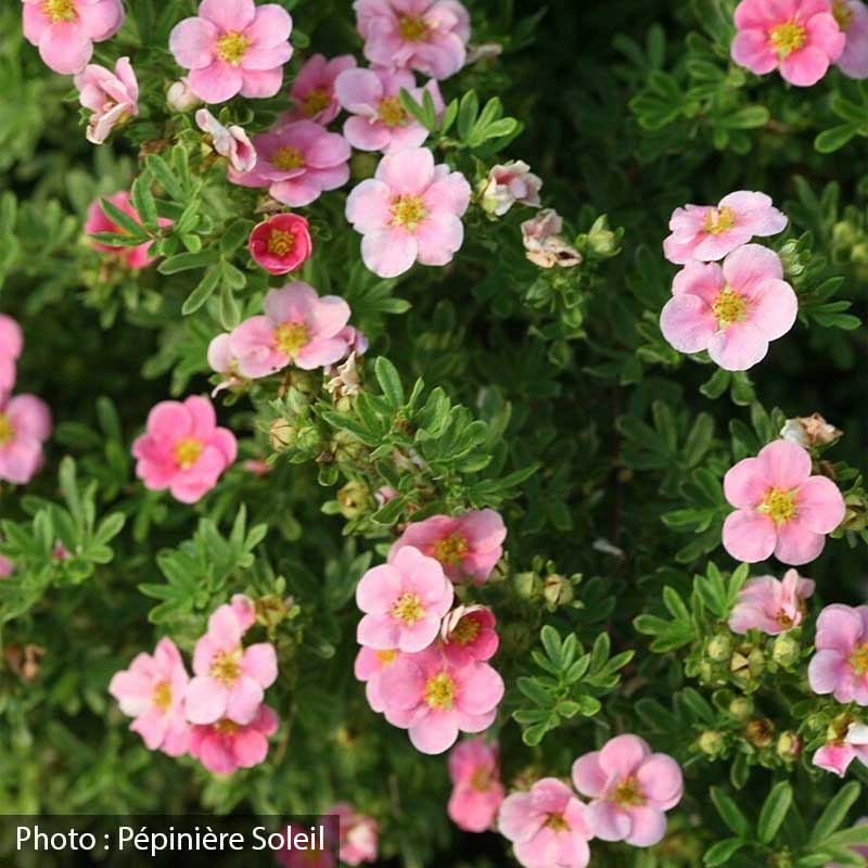 Potentilla Fruticosa 'happy Face Pink Paradise' Pw - Fred Lamontagne inc.