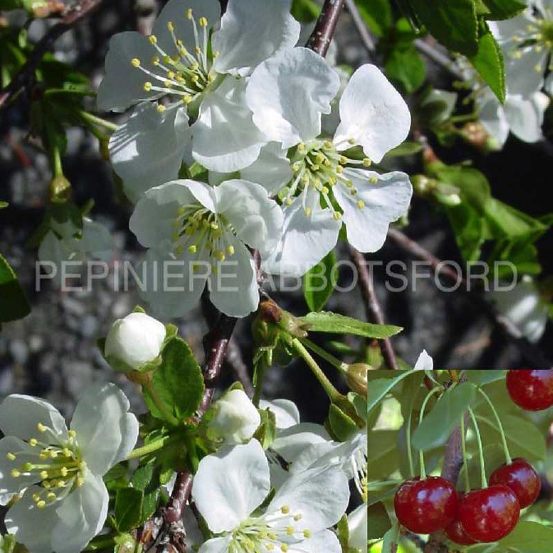 Prunus Cerasus 'juliet' Biologique - Fred Lamontagne inc.