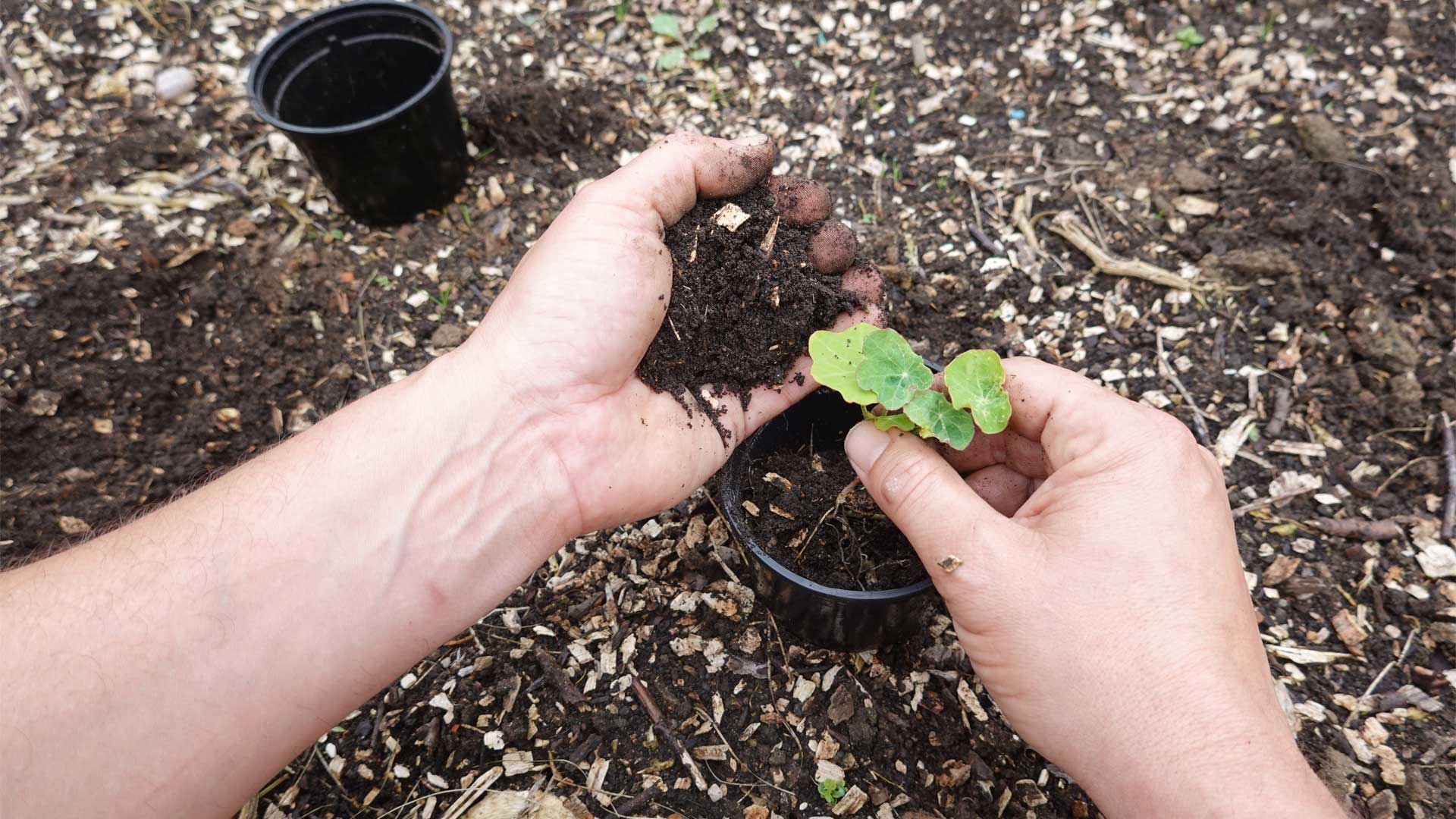 Bouturage et autres modes de reproduction des plantes | Fred Lamontagne
