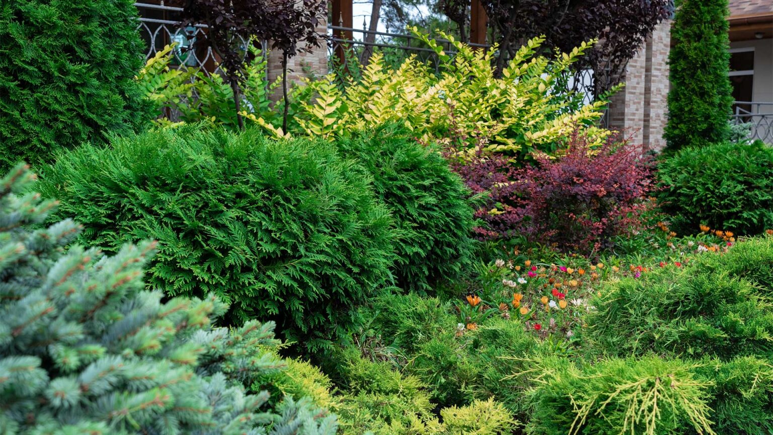 Conifères colorés pour embellir votre jardin | Fred Lamontagne