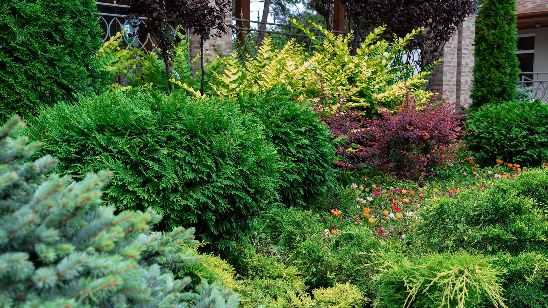 Conifères colorés pour embellir votre jardin | Fred Lamontagne